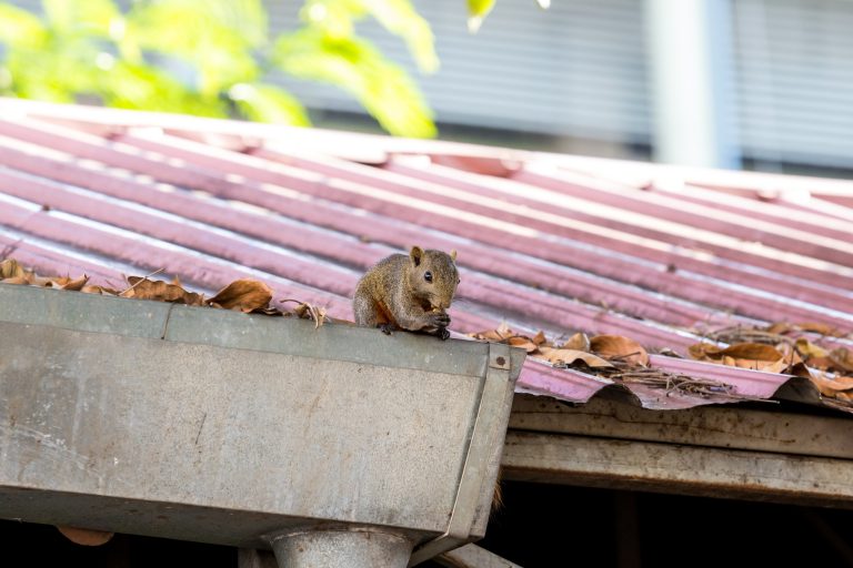 How To Keep Pests Out Of Your Gutters | Gutters Stamford